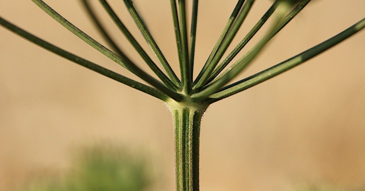 justamomentpixels: Natural Structure - a strong construction