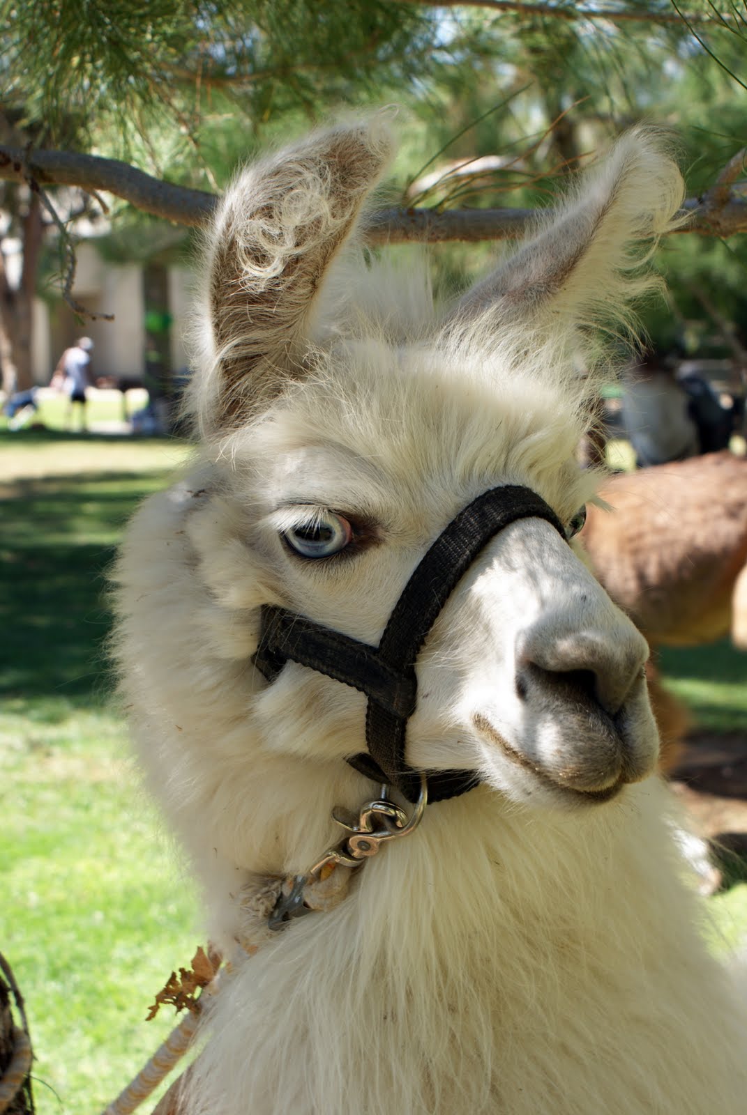 For Llama Llovers Happy Birthday Bahama Llama