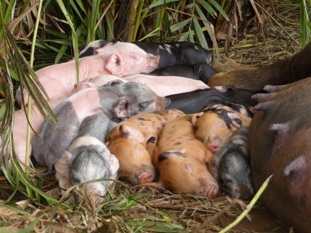 Homeschooling in Paradise: The Letter P