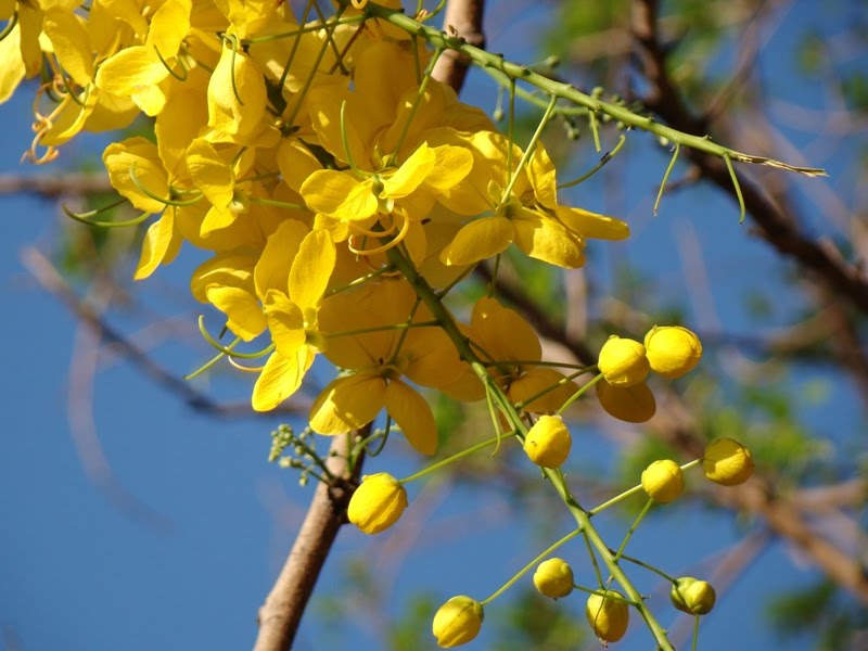 Snap Stories: Golden Shower Tree
