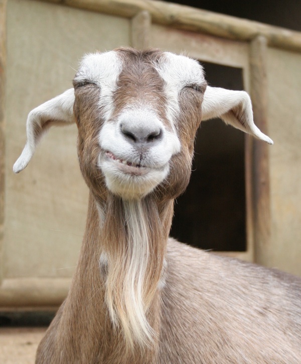 Natan Chaves: UM BODE NA SALA ....