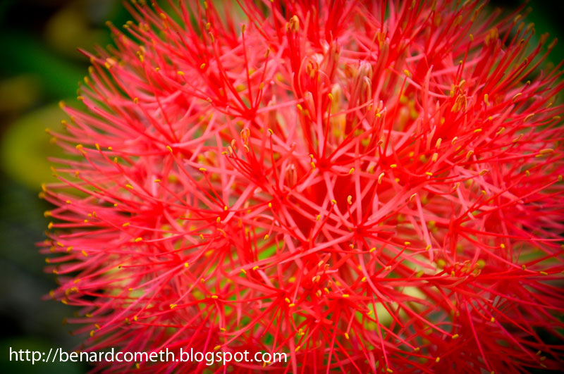 Colours of Nature 2010 @ Borneo Highlands Resort