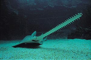 Reino Animalia: Peixe Serra