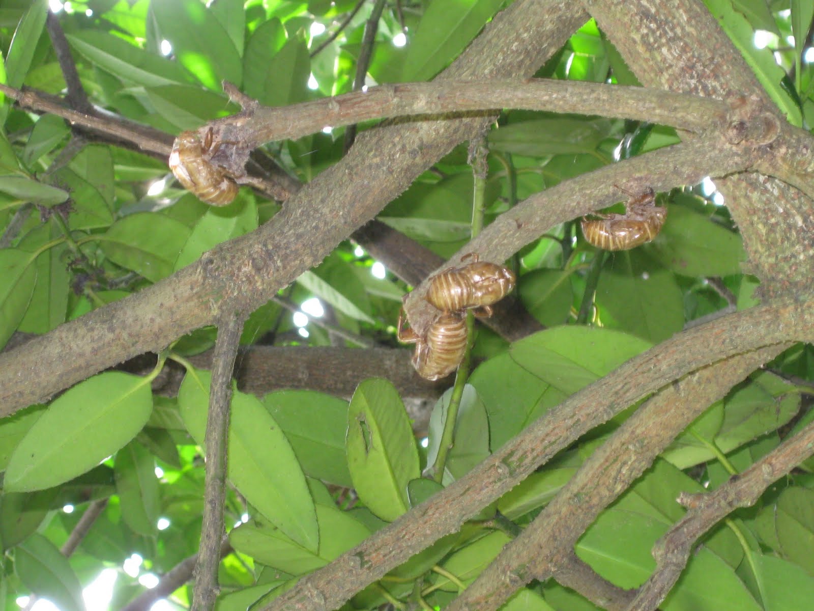 Liz Takes Japan: Natsu