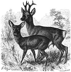 Living in Germany: German Game: Roe Deer