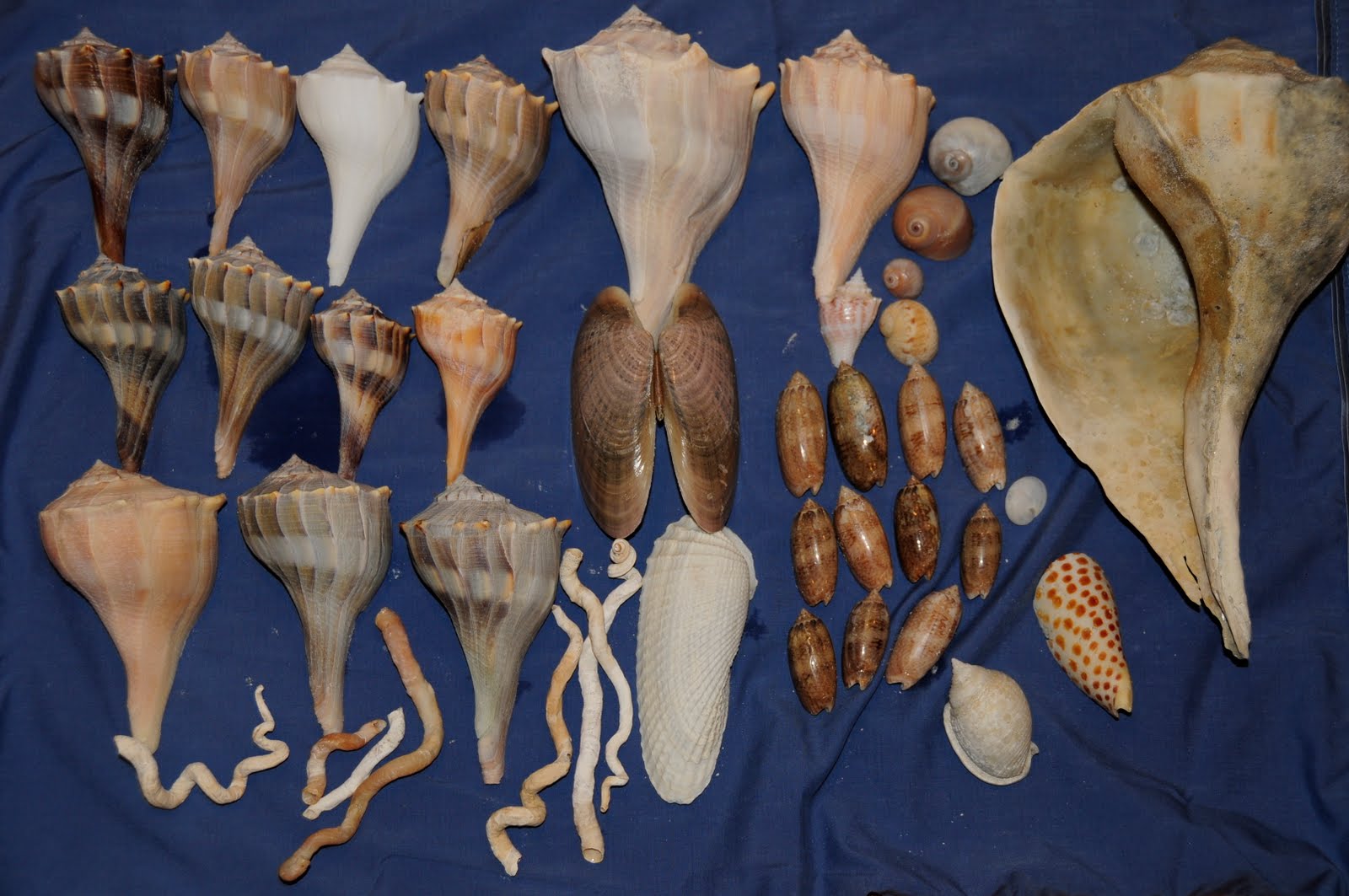 Capt. Brian's Observations On The Water: Excellent Shell Collecting