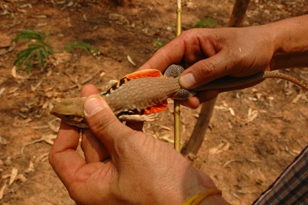 Butterfly Lizard Spicy Fried