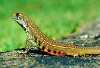 Butterfly Lizard Spicy Fried