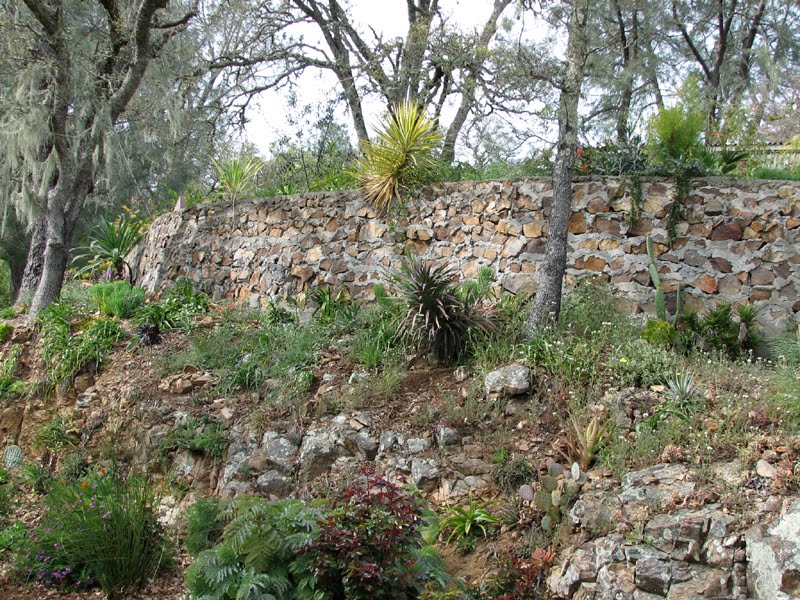 Roger's Ramblings: On the Rocks; gardening on a rock outcrop. Part 1
