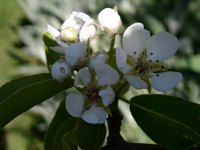 A Gardener in Progress: Pear trees are blooming!