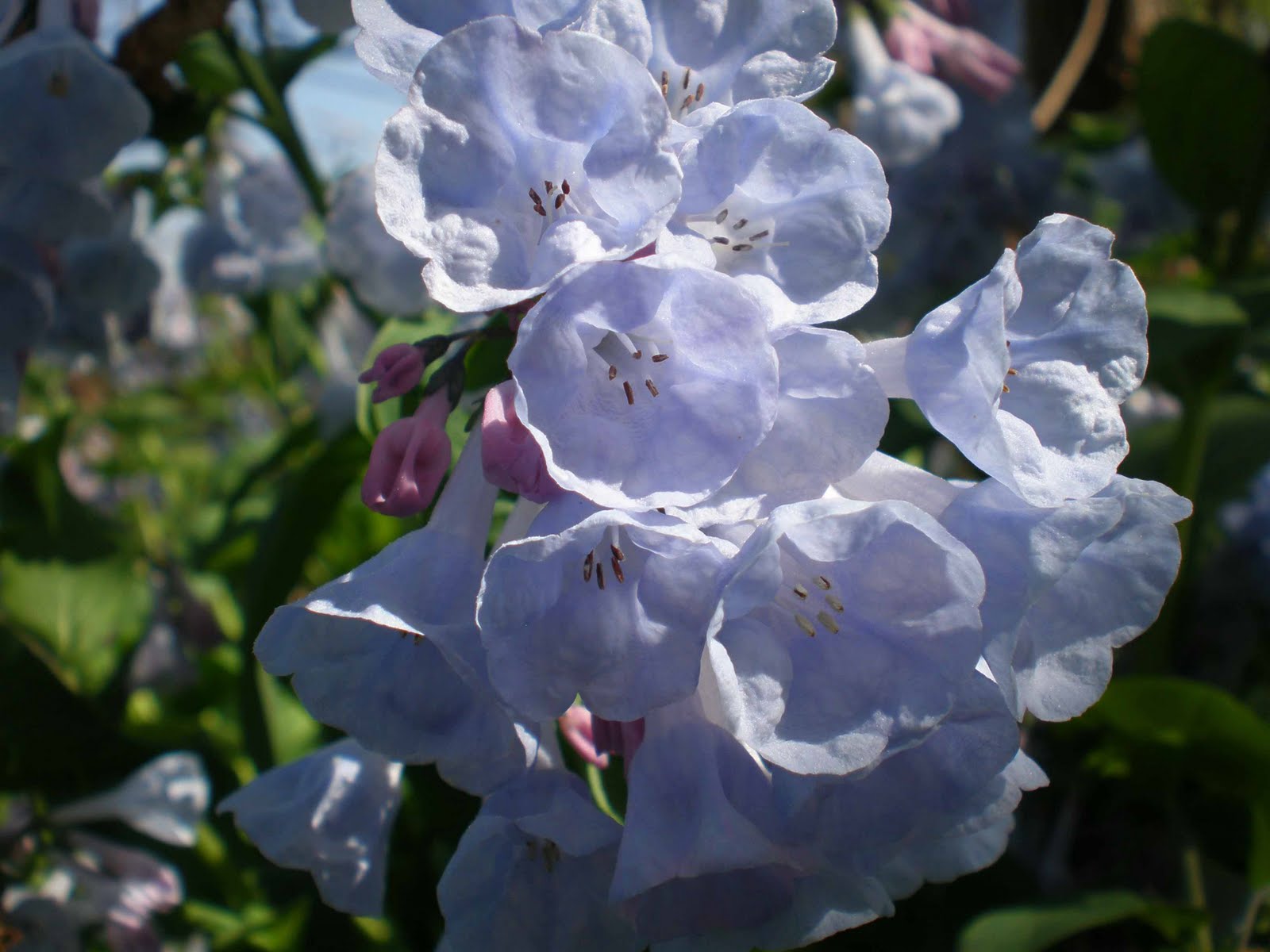 Cottage Of Lost Play