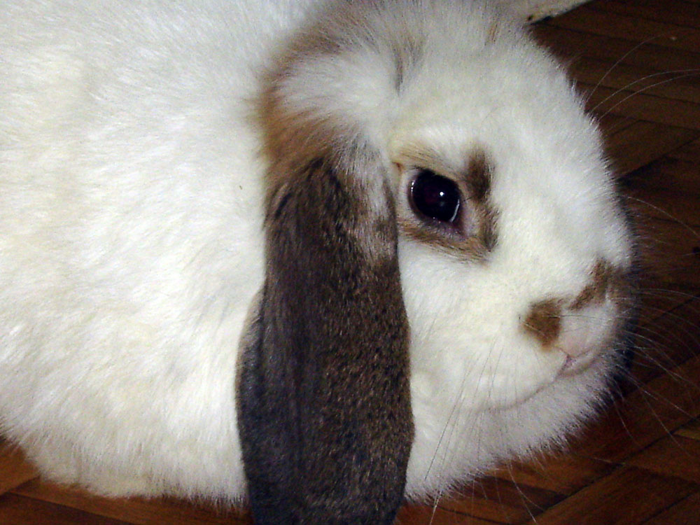 Art by Katalin: introducing.....Charlie rabbit