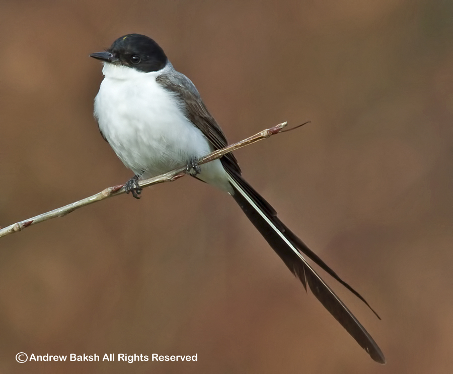 Birding Dude: Vagrant Fork-tailed Flycatcher in Connecticut...
