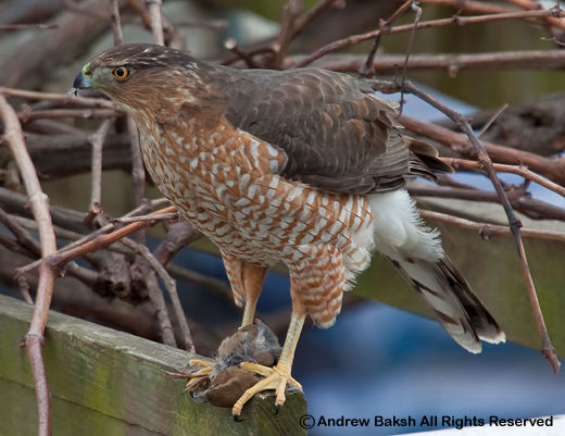 Birding Dude: Today's Photo - Cooper's Hawk with a catch...