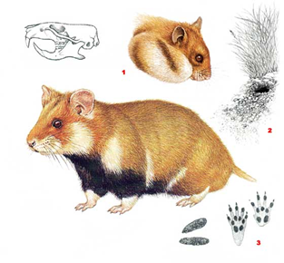 ProNatura: Hârciogul
