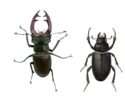 ProNatura: Rădaşca