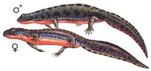 ProNatura: Tritonul alpin