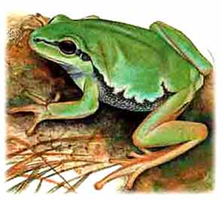 ProNatura: Brotăcelul