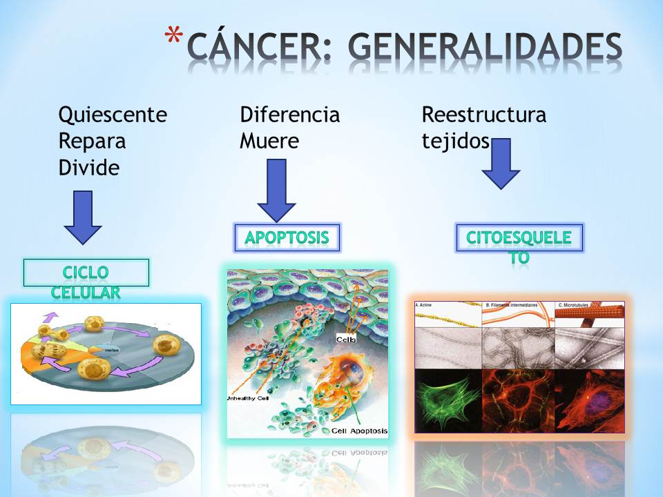 BIOLOGÍA CELULAR: RESUMEN Y PRESENTACIÓN: CÁNCER
