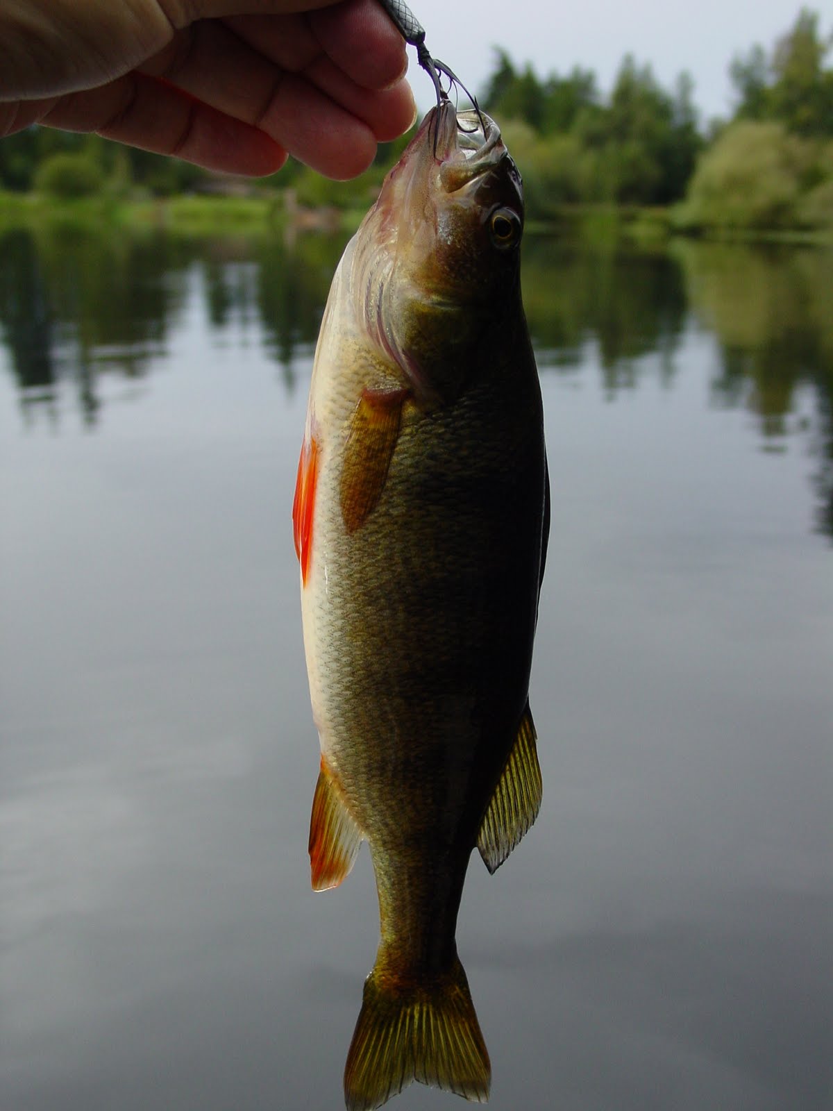 Fishing the Pacific Northwest: Fishing Forbes Lake