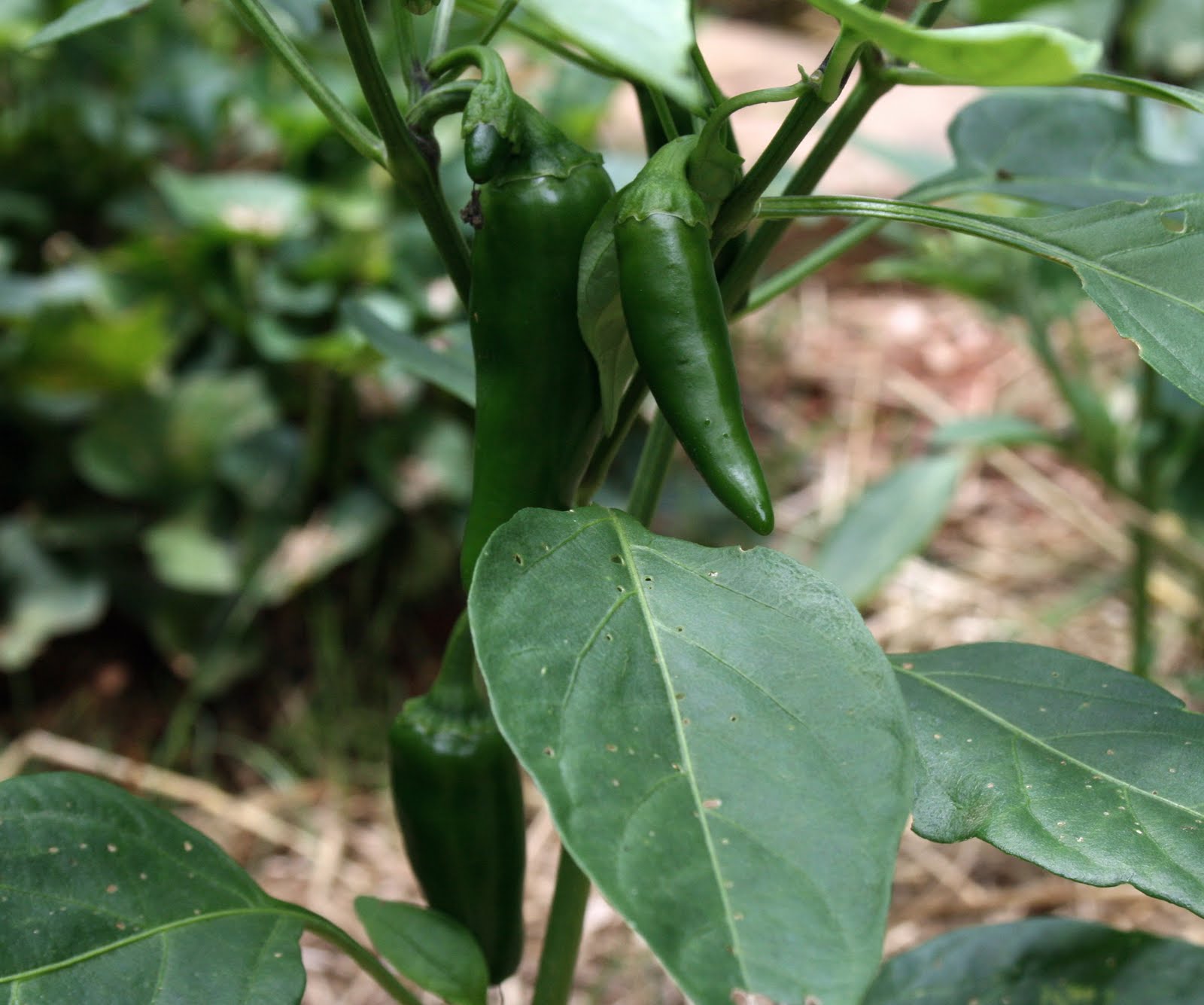 A Tiny Homestead: Taking time to see the flowers