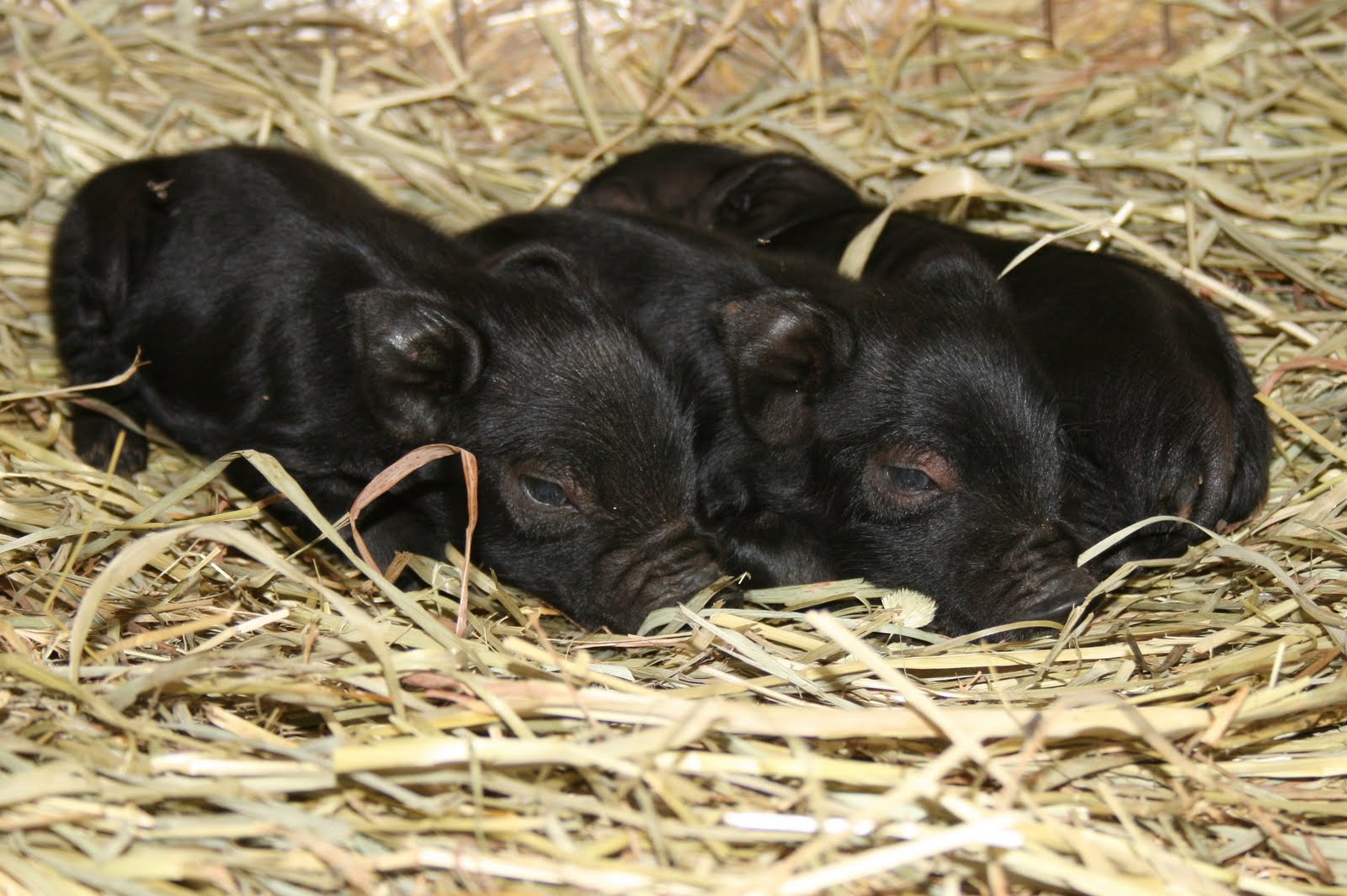 A Tiny Homestead: American Guinea Hog babies!
