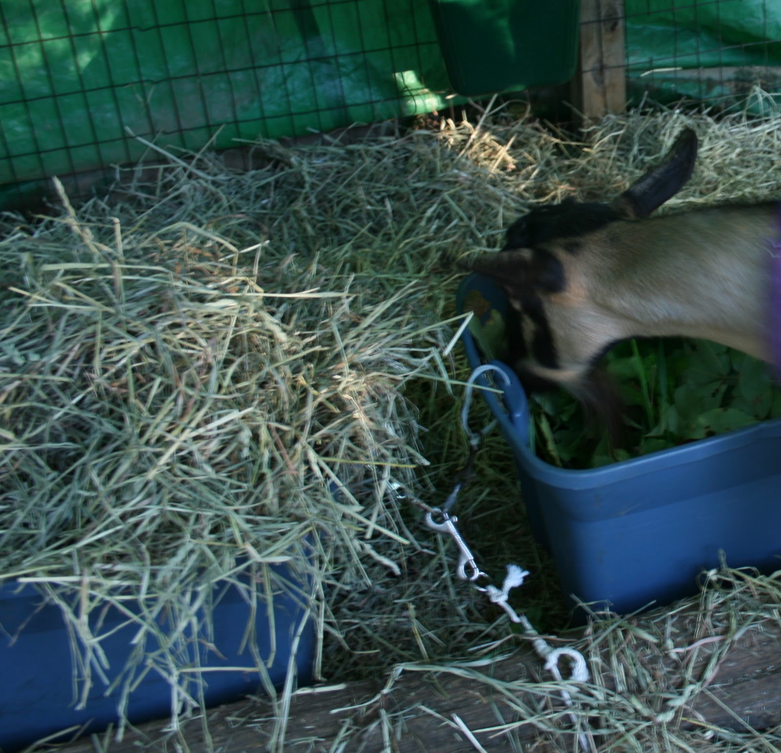 A Tiny Homestead: Goats and their greens