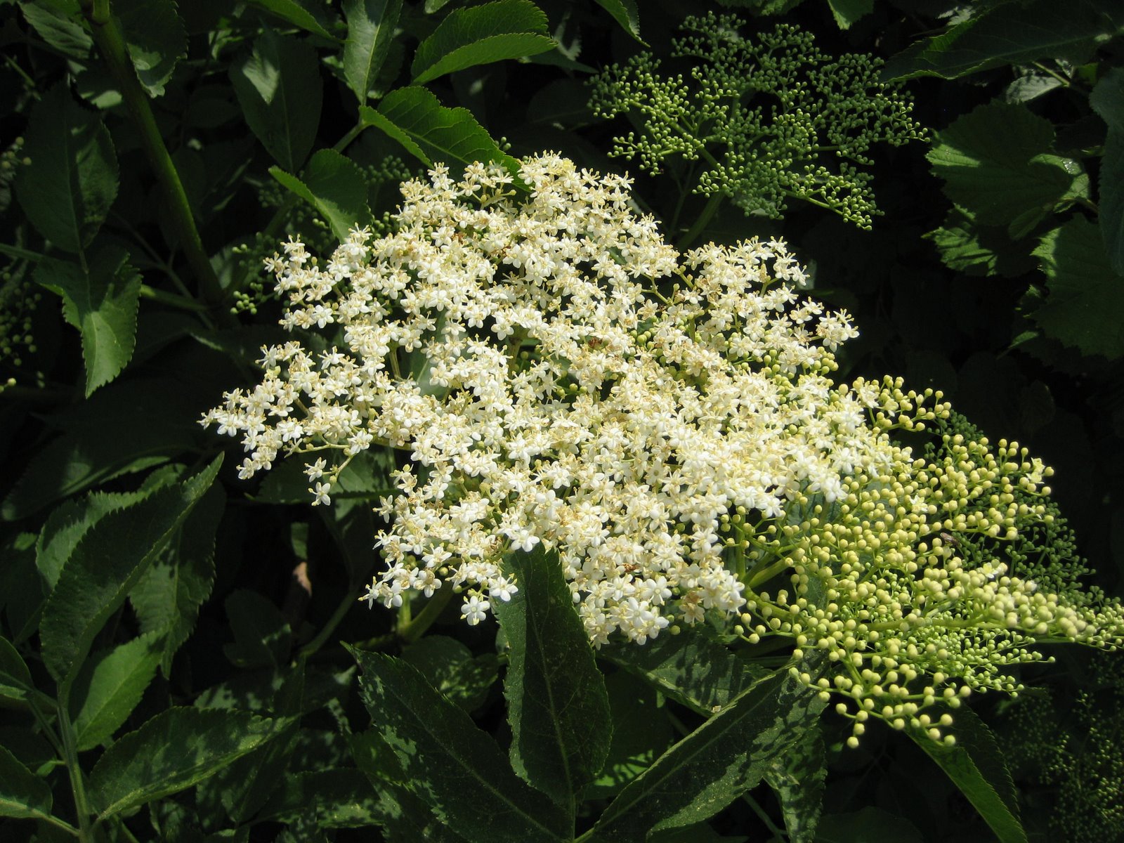 Nieuwekampen Vinkel: Vlierbloesem