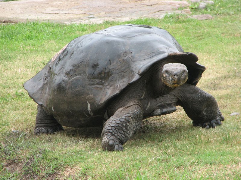 Reino de las tortugas