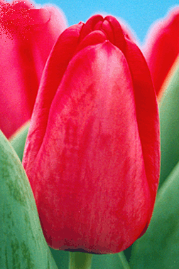 Tulip bed time story