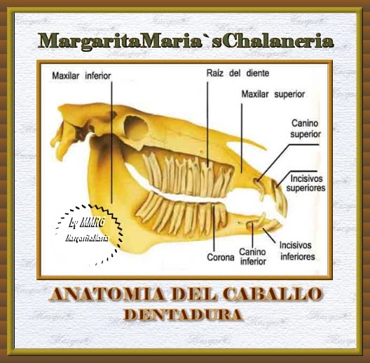 MargaritaMaria`s-Chalaneria: Caballos-Edad