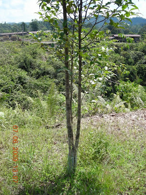 GAHARU: YOUR RELIABLE SOURCE OF BIG INCOME FROM AGARWOOD (AQUILARIA ...