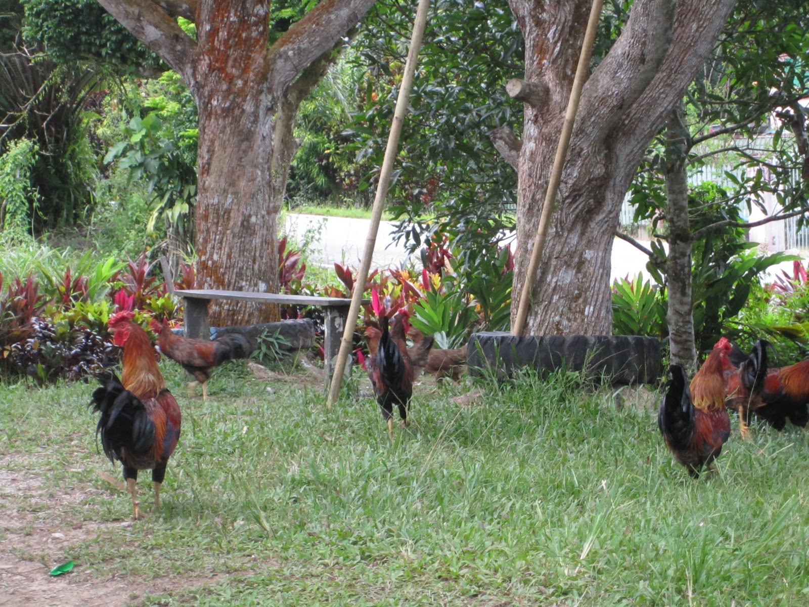 Organic Village Chicken: Free Ranch Chicken