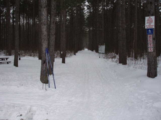 Skiglisse: Forêt Larose