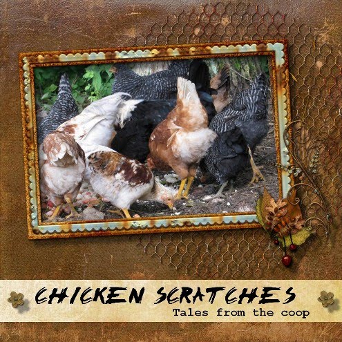 Chicken Scratches
