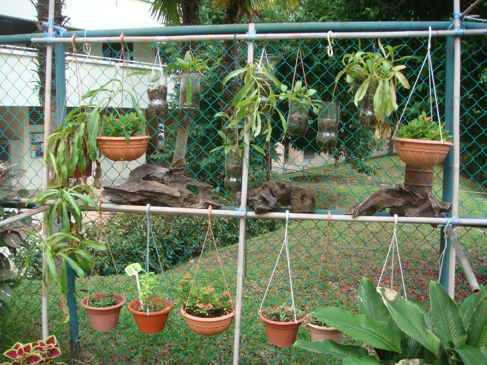 Gardening Dream Inspire: Hoya Trellis