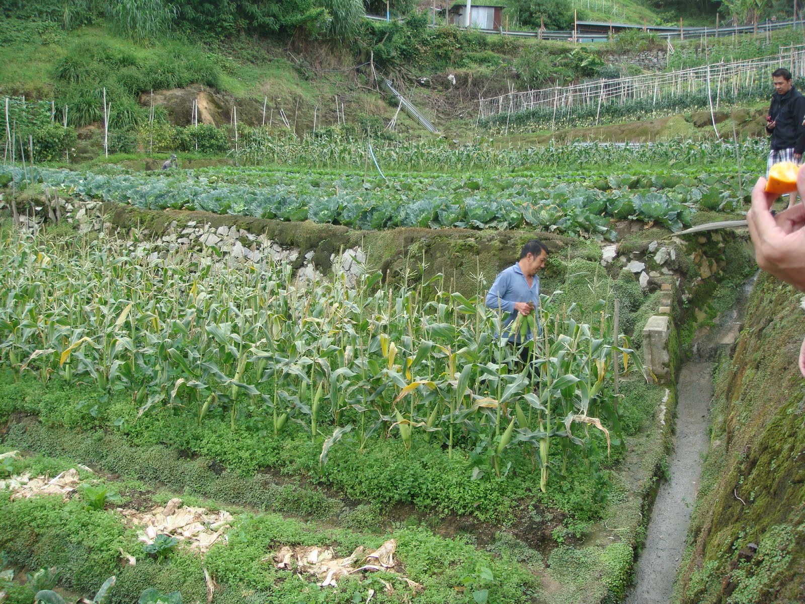 Gardening Dream Inspire: A Vegetable Farm in CH