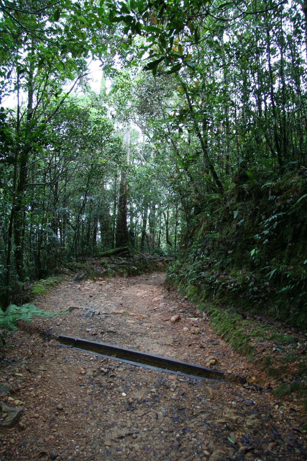Climbing Mt Kinabalu: Timpohon Gate to 1.5km