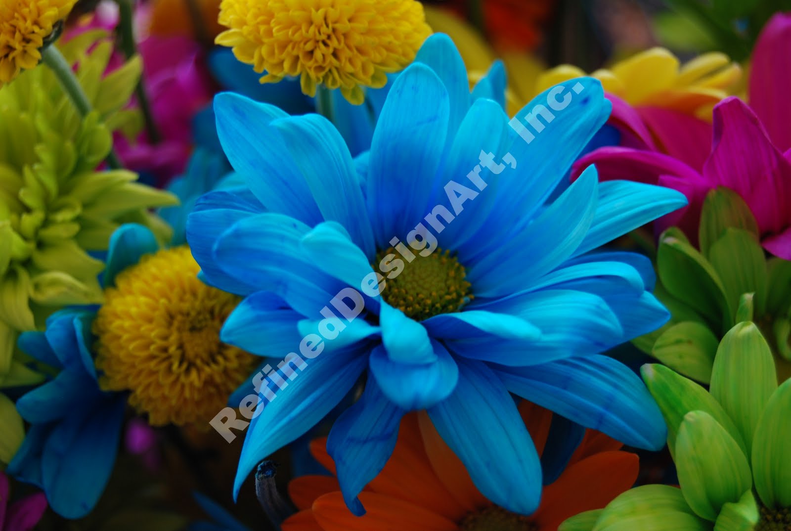 RefinedDesignArt: Flowers... Multi Colored