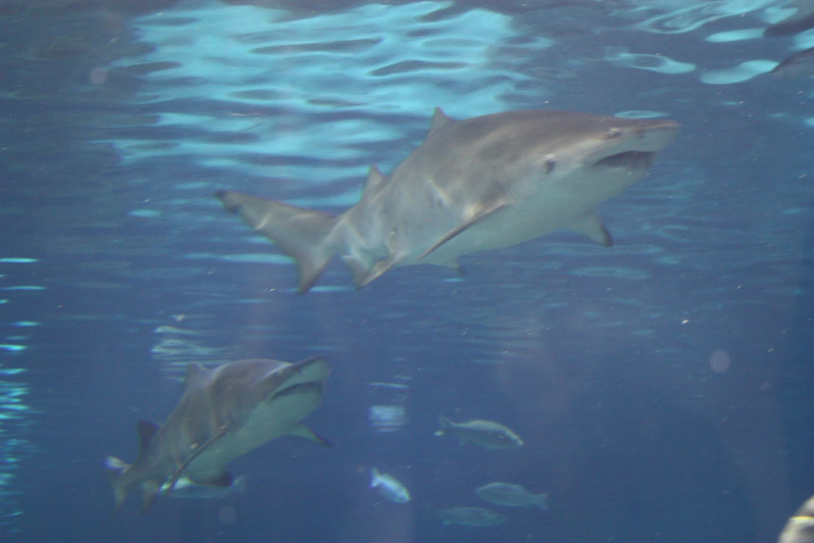 Barcelona Journal: Barcelona Aquarium