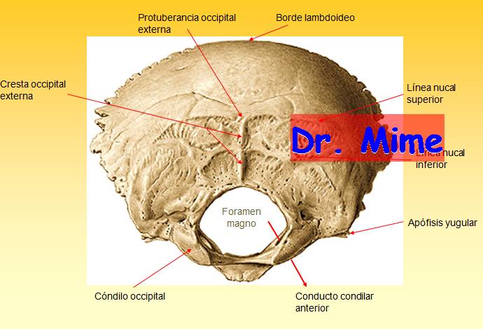 El blog neuroanatomico del Dr. Mime: HUESO OCCIPITAL
