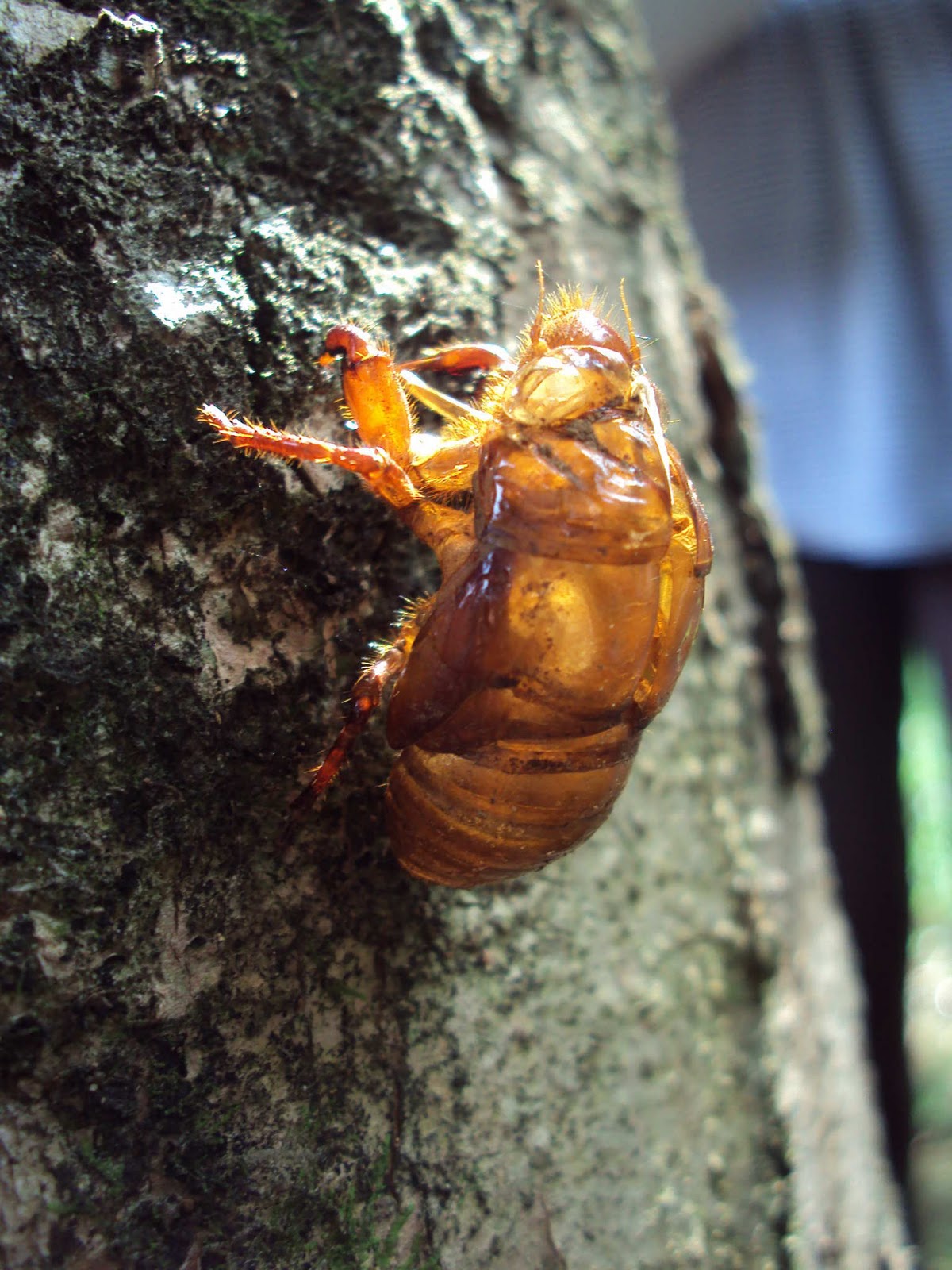THE WORLD OF INSECTS AND ARACHNIDS