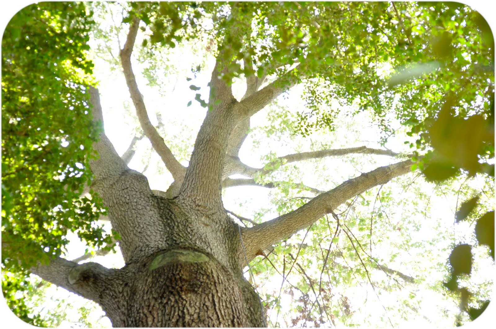 Our Tree and Forest Study