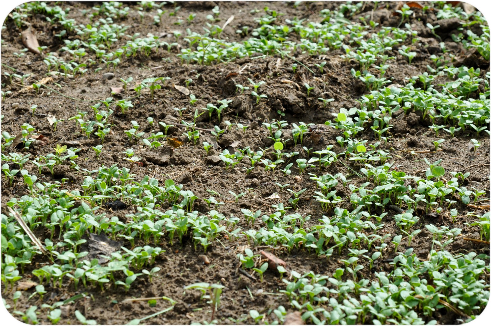 September Garden Days