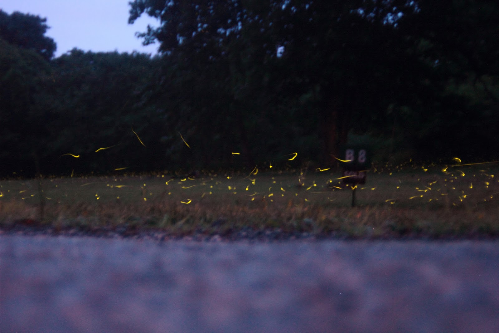 LOMAN: Honeymoon: Fireflies