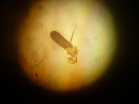 vsc7: ENTOMOLOGIA: Tagma Cefálico