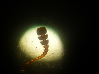 vsc7: ENTOMOLOGIA: Tagma Cefálico