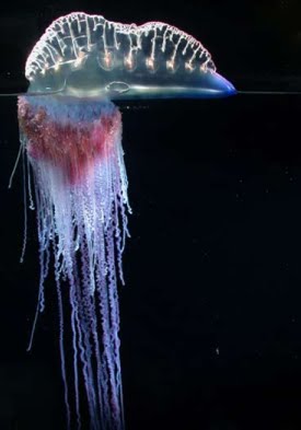 Destylou - Rarezas: Medusa Carabela Portuguesa