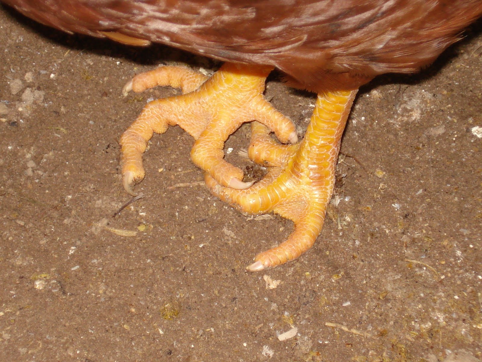 Adventures Of A Wanna Be Country Girl: Chicken Feet