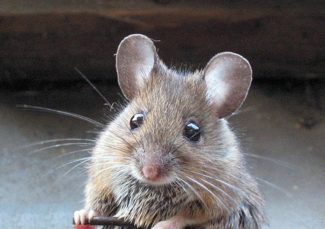 The More The Messier Mousal Abandonment the-more-the-messier-mousal-abandonment